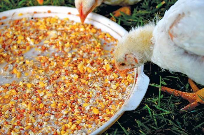 Fermentasi Pakan Ayam dengan EM4: Meningkatkan Kesehatan dan Produktivitas - Ayam Hias